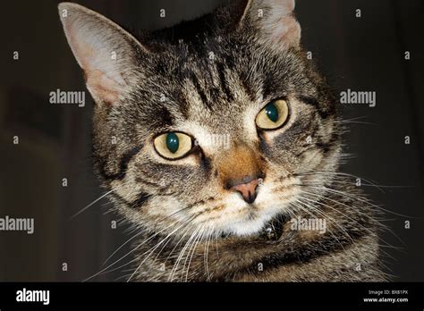 Domestic Tabby Cat Stock Photo Alamy