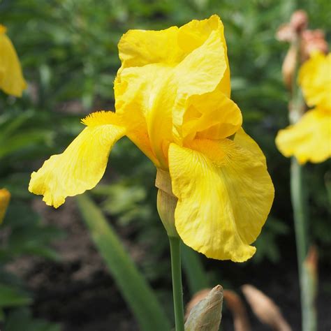 Iris Germanica Ola Kalá Giaggiolo Vendita Piante Online