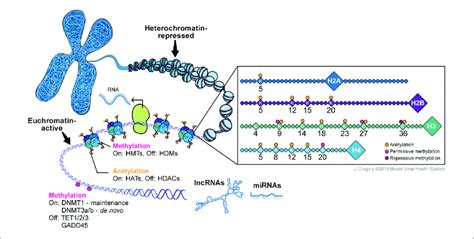 Chromatin Structure And Gene Expression