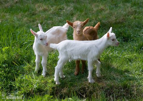 Domestic Goat Photos Domestic Goat Images Nature Wildlife Pictures NaturePhoto