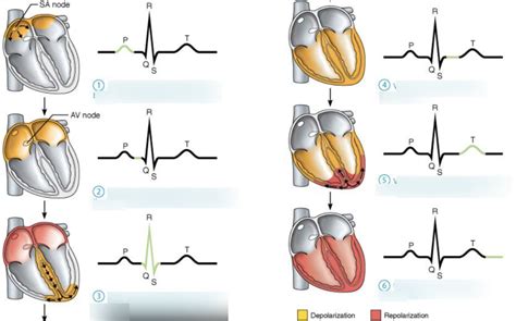 Sequence Of Electrical Events Diagram Quizlet