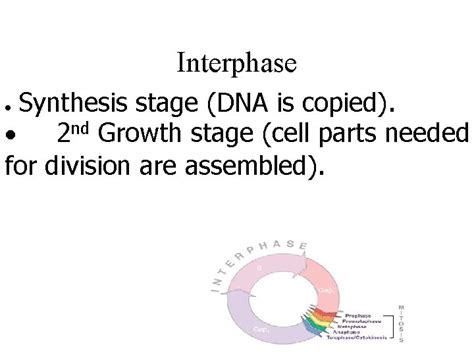 The Cell Cycle Continued Chapter Chromosomes Structures