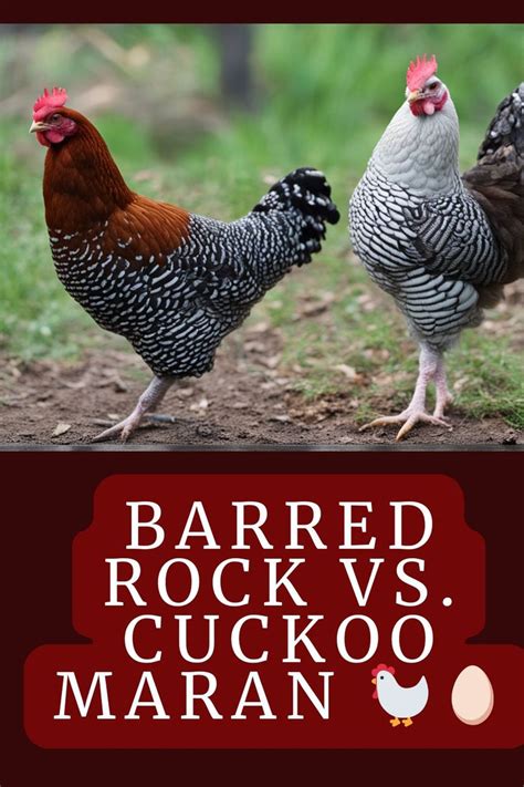 Choosing Your Feathered Friend Barred Rock Or Cuckoo Maran In 2024