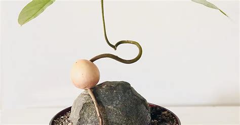 My First Attempt At An Avocado Bonsai Album On Imgur