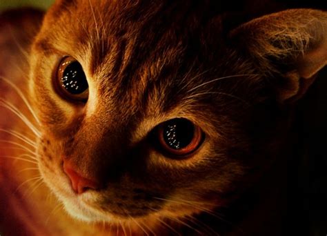 Nimbus The Kitty From Kitten To Cat Love Meow