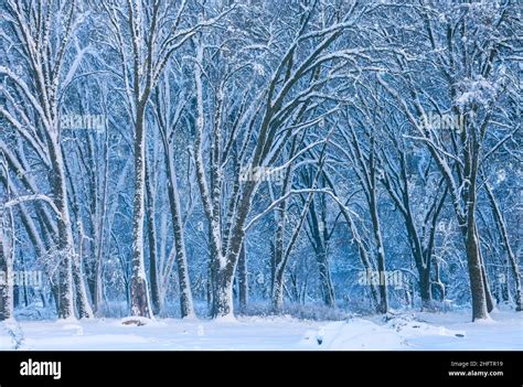 California Black Oak Trees Quercus Kelloggii Are Covered With Snow At