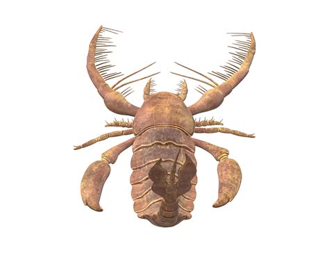 Jaekelopterus Size