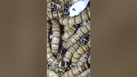 বিটল লার্ভা মুরগির প্রিয় খাদ্য 01736006120 Youtube