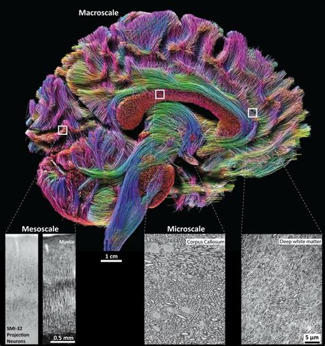 Integrating Human Brain Connectivity At The Macro Meso And Micro Download Scientific Diagram