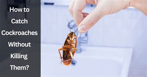 How To Catch Cockroaches Without Killing Them Eco Friendly Traps