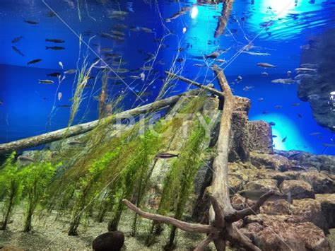 水槽で元気に泳ぐ魚たち Id 7727 ご当地写真・イラスト素材サイト Pictyピクティ