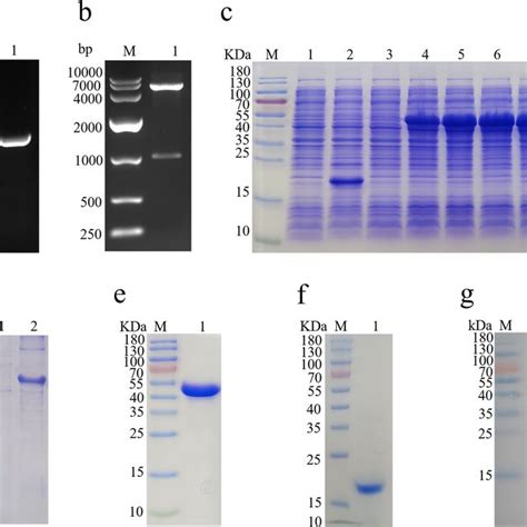 Cloning Expression And Western Blot Analysis Of Hc Hap A