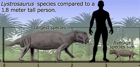 Lystrosaurus Maccaigi The Biggest Lystrosaurus Species To Be Discovered
