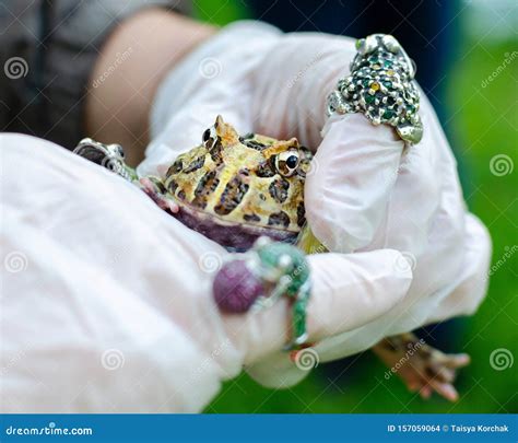 Ceratophrys Ornata The Argentine Horned Frog â€œpacman Frogâ€ Is