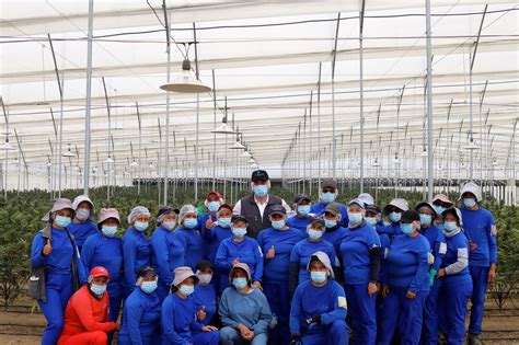 Leadership Team Clever Leaves