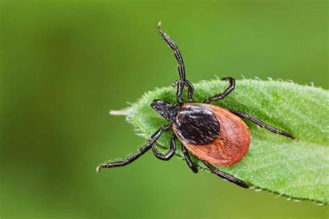 Lyme Disease May Spread Further By Helping Ticks Survive Cold Winters