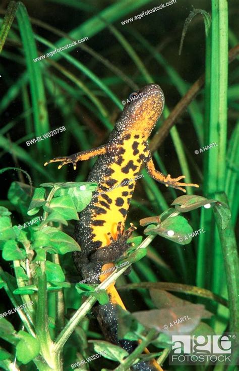 Warty Newt Crested Newt European Crested Newt Triturus Cristatus