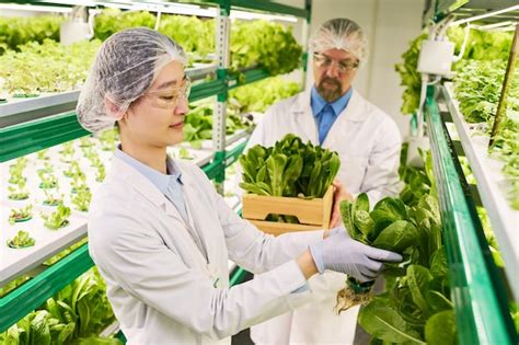 Premium Photo Young Female Worker Of Vertical Farm Picking Green Spinach