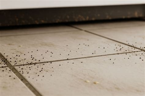 איך נראה קקי של גוק מידרג מסבירים ועונים על שאלות