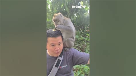 사람 위에 올라타서 밥 먹는 원숭이 Youtube
