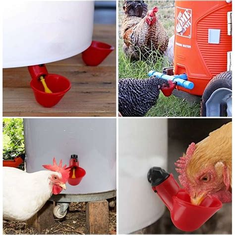 Top Marques Prix Bas Poules Cailles Distributeur Deau Automatique En