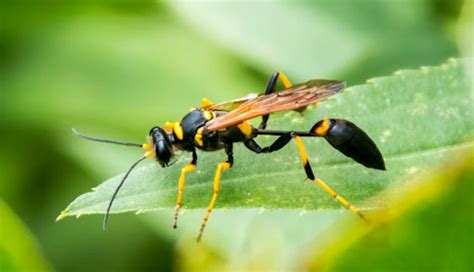 30 Common Wasps In Georgia With Pictures And Identification