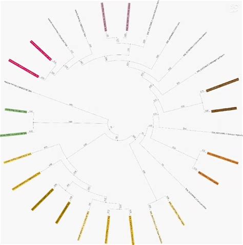 Create The Phylogenetic Tree And Biological Data Analysis By Arif Din Fiverr