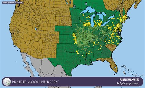 Asclepias Purpurascens Purple Milkweed Prairie Moon Nursery