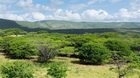 Cerrejón Espera Rehabilitar Más De 9600 Hectáreas De Tierra En La