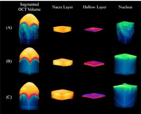 Segmented Oct Volumes Of Three Representative Akoya Pearls Download