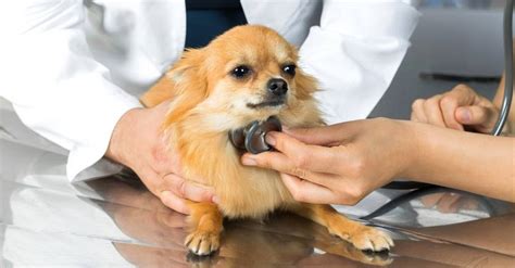 Collapsed Trachea In Pets How You Can Support Your Pet Naturally