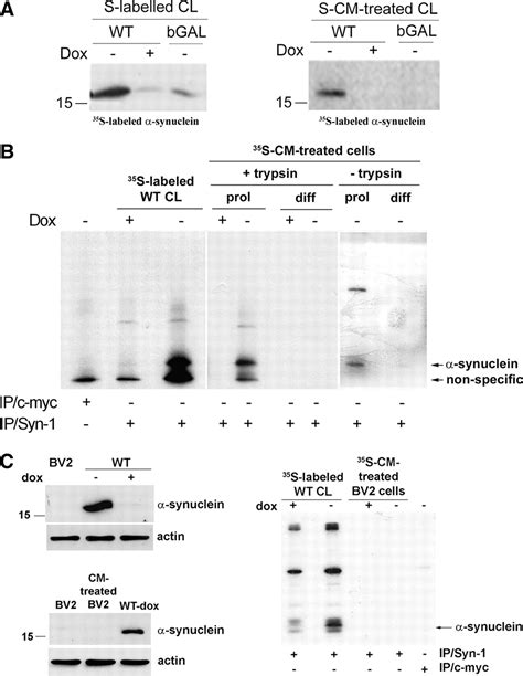 Cell Produced α Synuclein Is Secreted In A Calcium Dependent Manner By Exosomes And Impacts