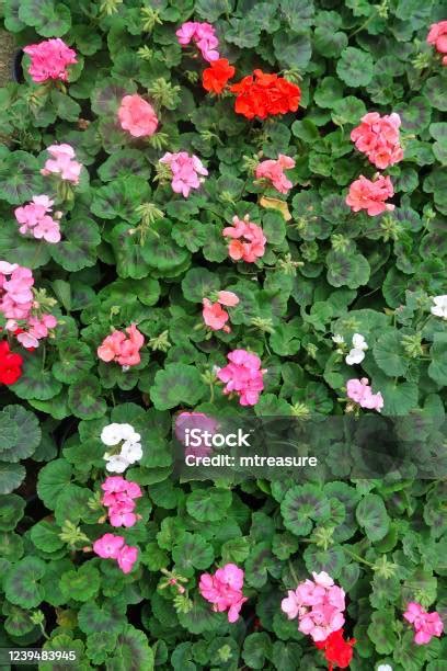 꽃 꽃 꽃 꽃 꽃 영어 제라늄 꽃 잎 꽃잎과 흐릿한 녹색 잎 원 예 배경에 빨강과 분홍색 Pelargoniums의 클로즈업