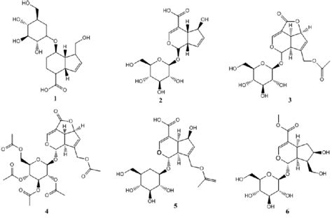 Iridoid Glycosides 1 Monotropein 2 Deacetylasperulosidic Acid 3