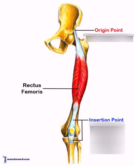 Quadriceps Femoris Origin Insertion Diagram Quizlet