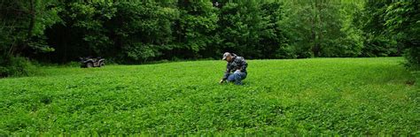 Steps To Growing The Perfect Clover Food Plot