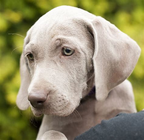 Pin De Emilyrcarlton En Lost Pictures Braco De Weimar Weimaraner