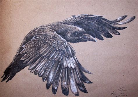 Black Crow By Concini On Deviantart