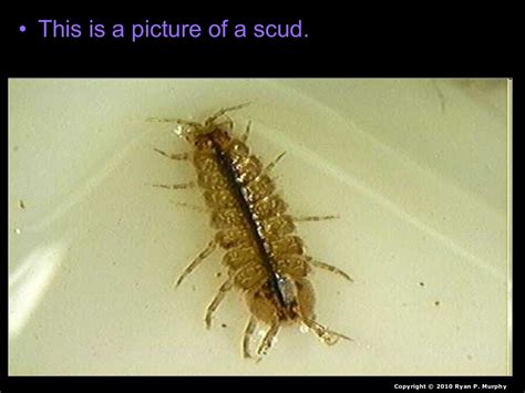 Benthic Macroinvertebrates Lesson Powerpoint Water Quality Insects