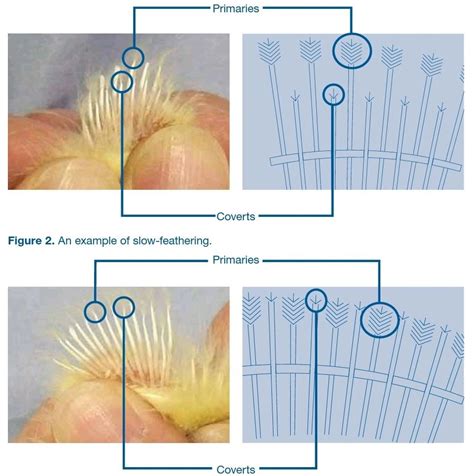 Broiler Gp Muhammad Ikram Chohan