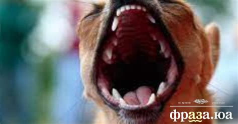 Кинолог рассказал почему лают собаки Новости