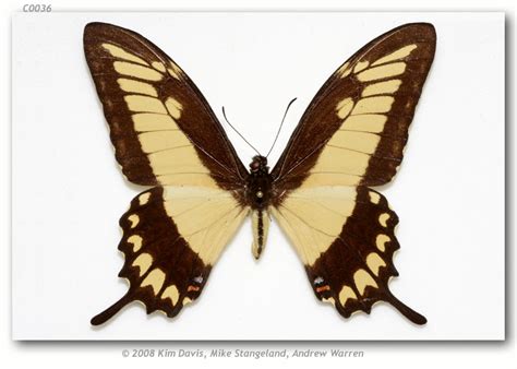 Papilio Astyalus Hippomedon Pinned Specimens