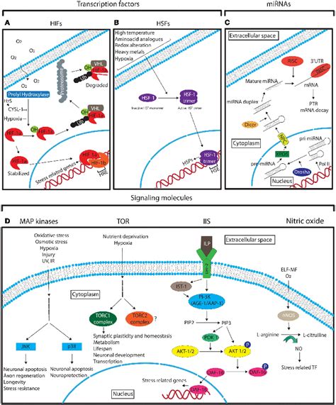 Schematic Representation Of The Different Main Molecular Pathways