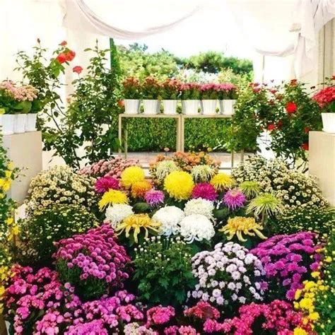 国庆假期赏菊正当时，京城这些地方别错过花卉北京市植物园