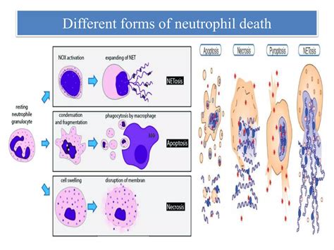 Netosis Autosaved Pptx