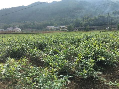 马合口白族乡青峰溪村：藤茶产业重振村民种植信心促脱贫