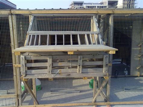 鸽舍跳笼 农村信鸽鸽舍 信鸽舍建造图片 第2页 大山谷图库