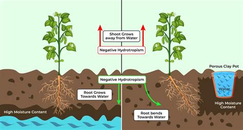 Ncert Solutions For Class 10 Science Chapter 6 Control And Coordination Geeksforgeeks