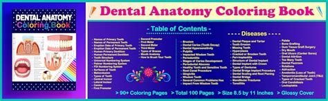 Dental Anatomy Coloring Book Learn The Basics Of Dental Anatomy