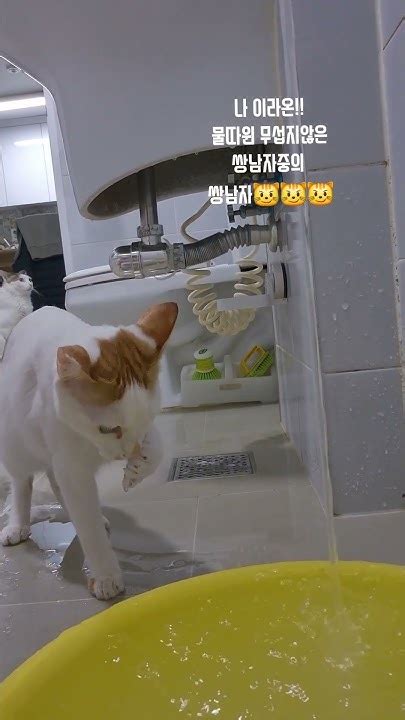 고양이는사랑입니다 길냥이구조 사지말고입양하세요 길고양이도생명입니다 길고양이에서가족으로 공존하는사회 길고양이에게밥과물을주세요 길에서태어났지만우리의이웃입니다